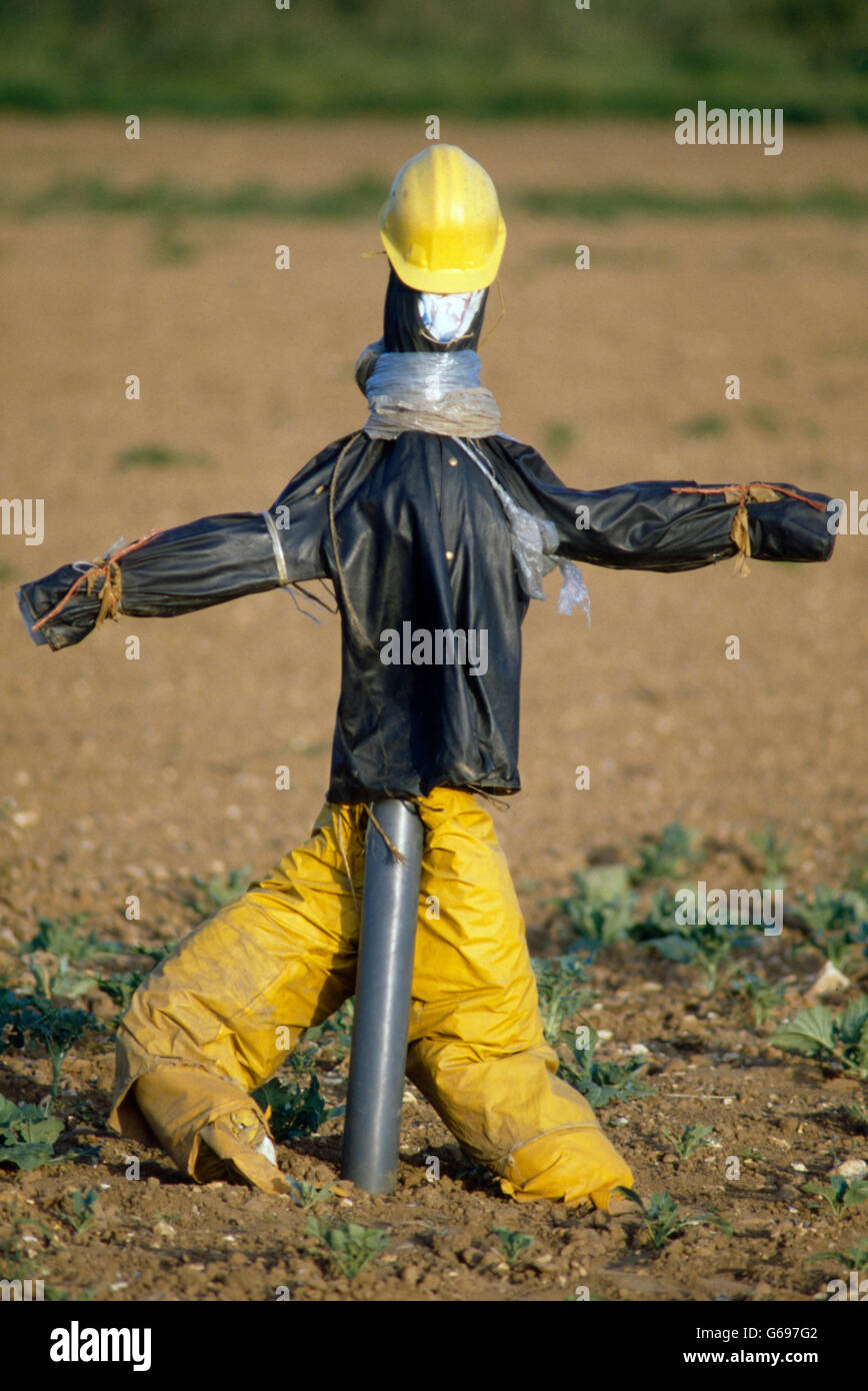 Scarecrow in the English landscape by Colin Garratt Stock Photo - Alamy