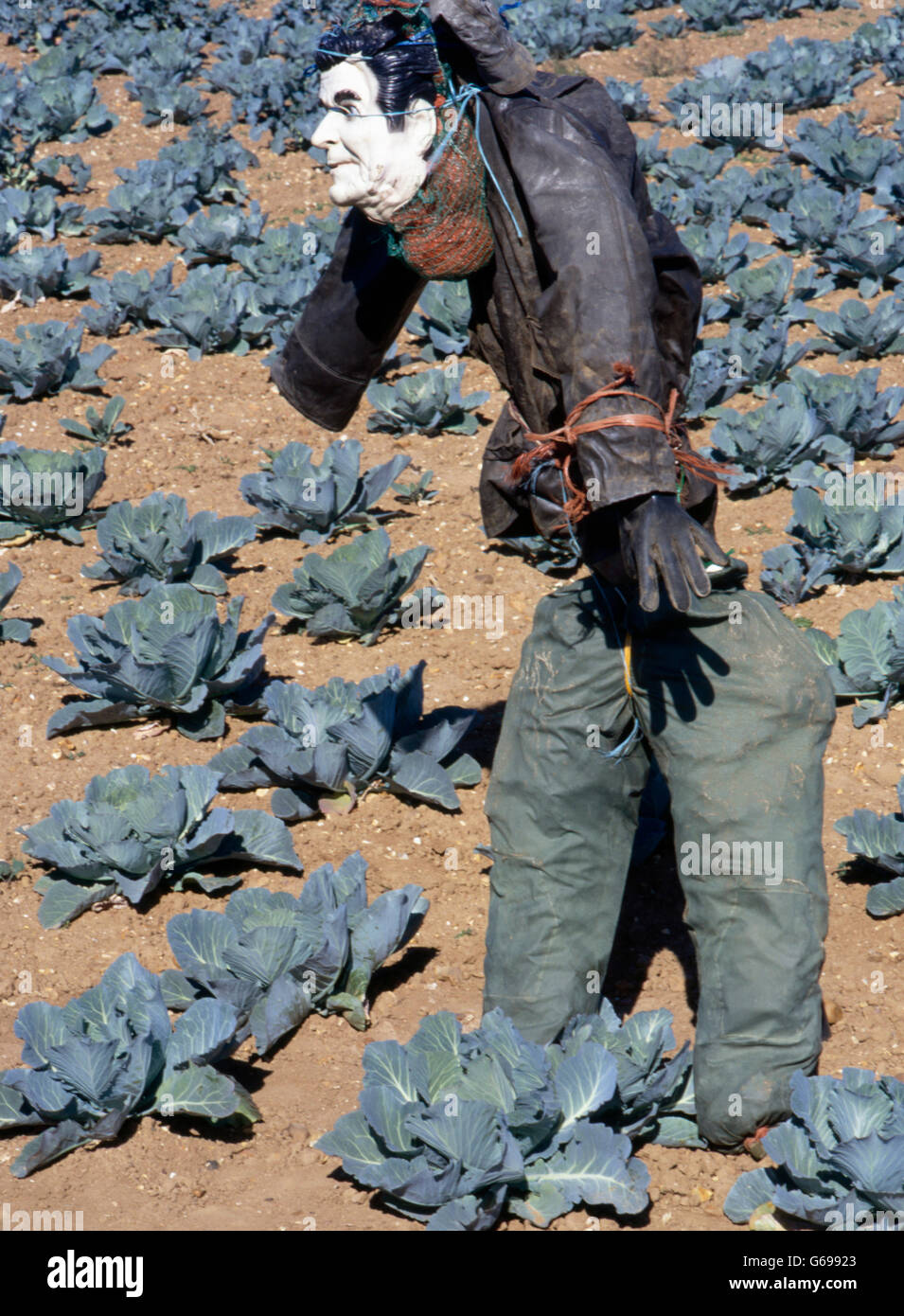 Scarecrow in the English landscape by Colin Garratt Stock Photo - Alamy