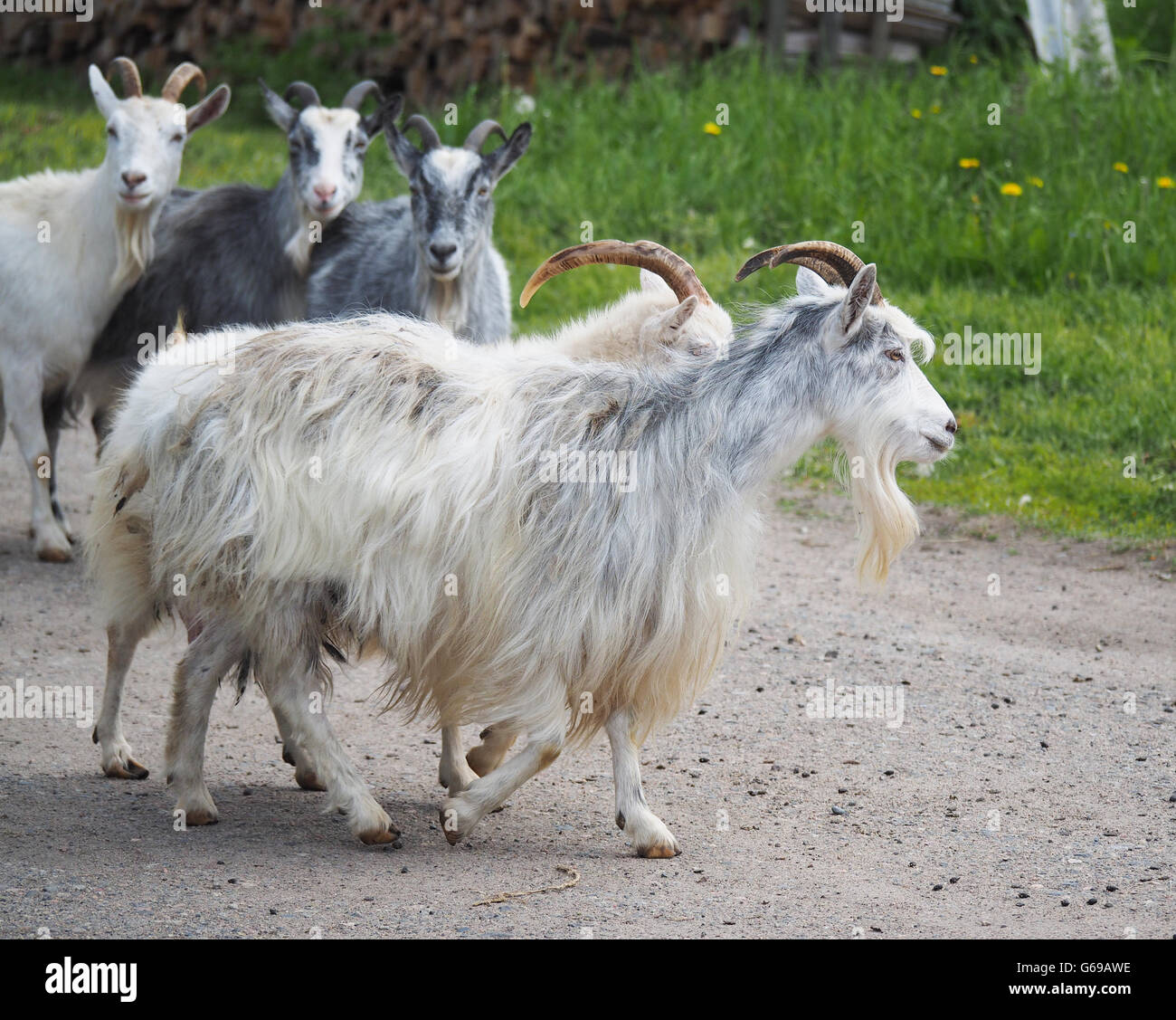 goats in the village Stock Photo - Alamy