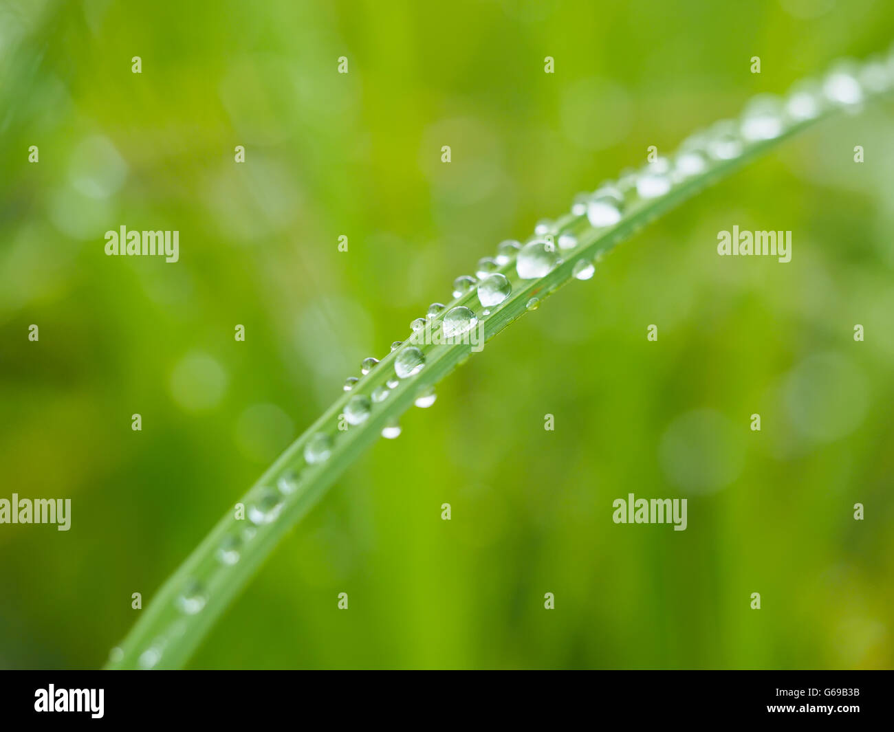 grass in drops Stock Photo - Alamy