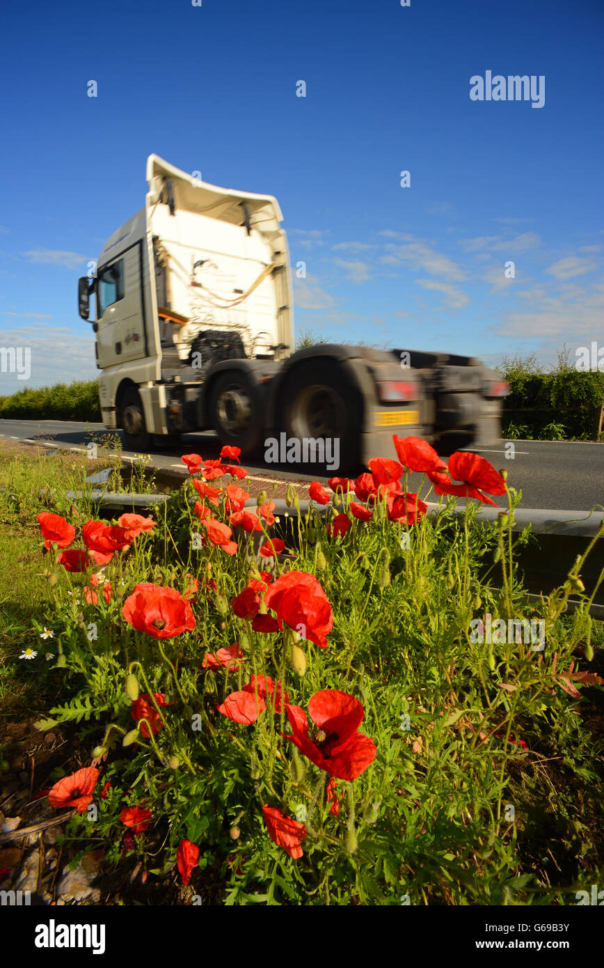 Poppy Field Yorkshire Uk Stock Photos & Poppy Field Yorkshire Uk Stock ...