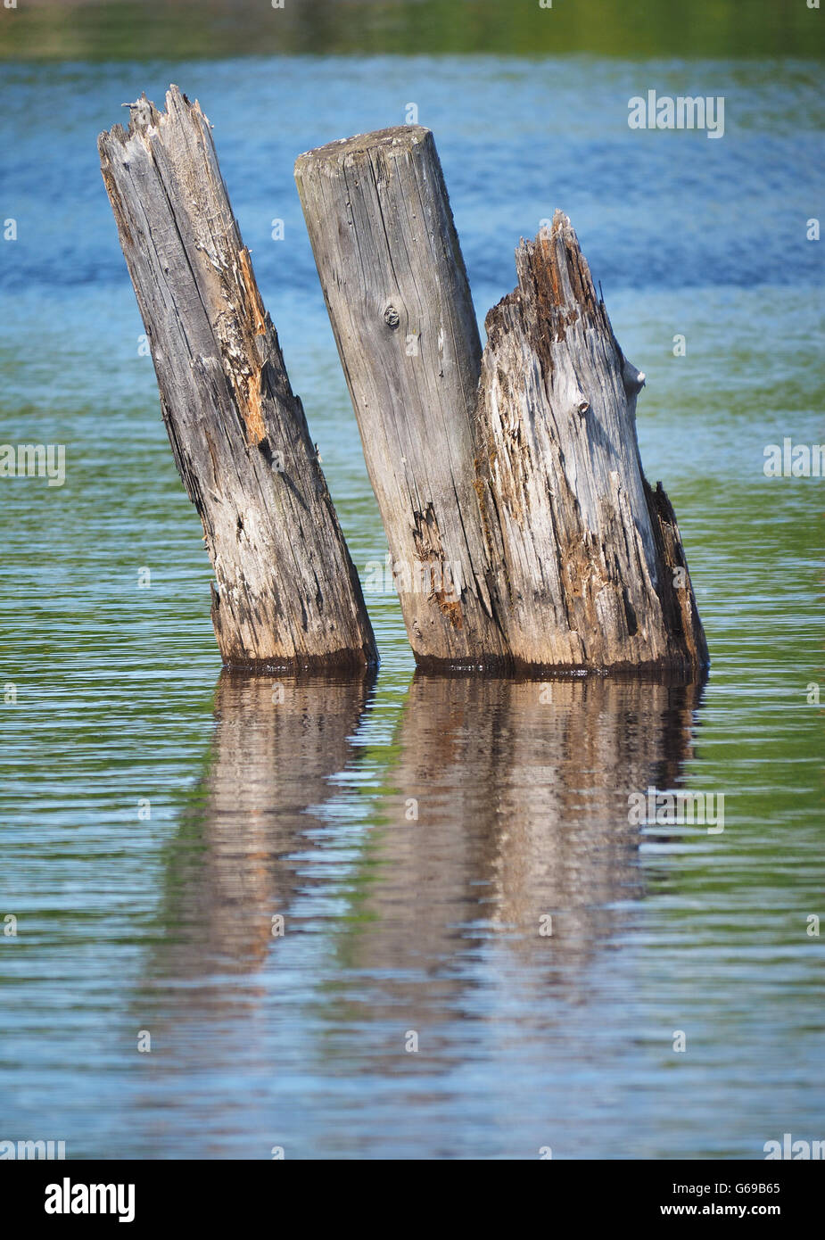 old wooden piles in the lake Stock Photo - Alamy