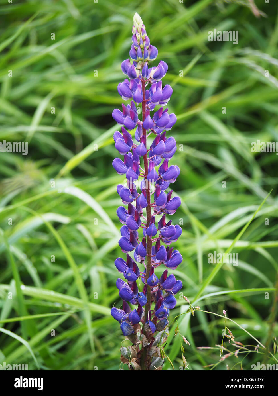 Sundial lupine lupinus perennis hi-res stock photography and images - Alamy