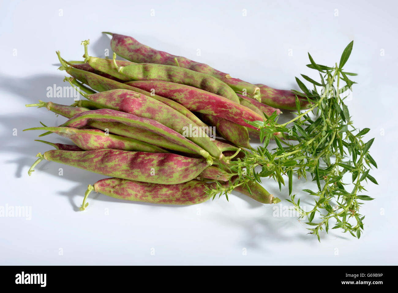 Bush bean Flambo / (Phaseolus vulgaris nanus Stock Photo: 107156610 - Alamy