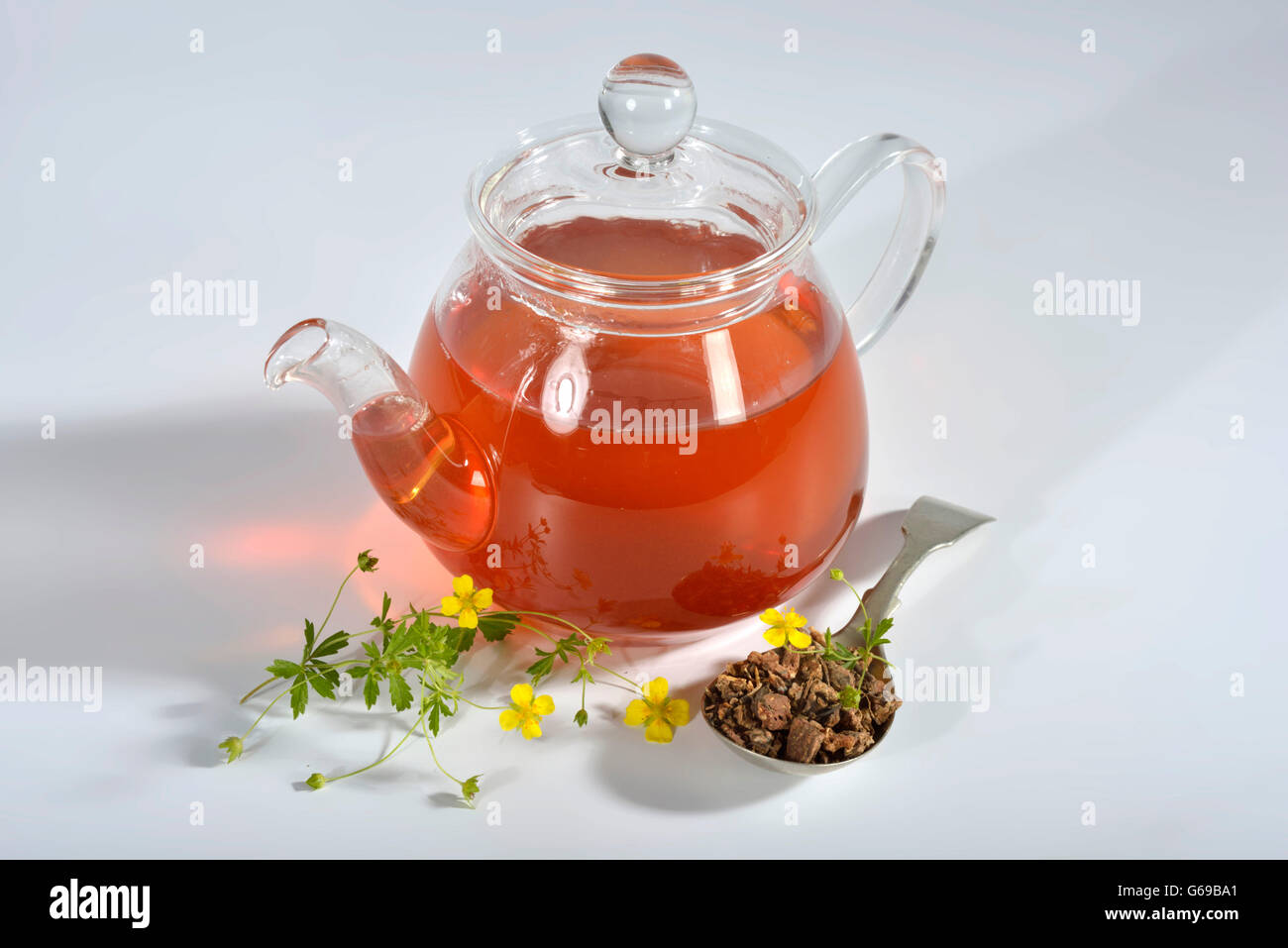 A cup of tormentil roots tea / (Potentilla tormentilla Stock Photo - Alamy