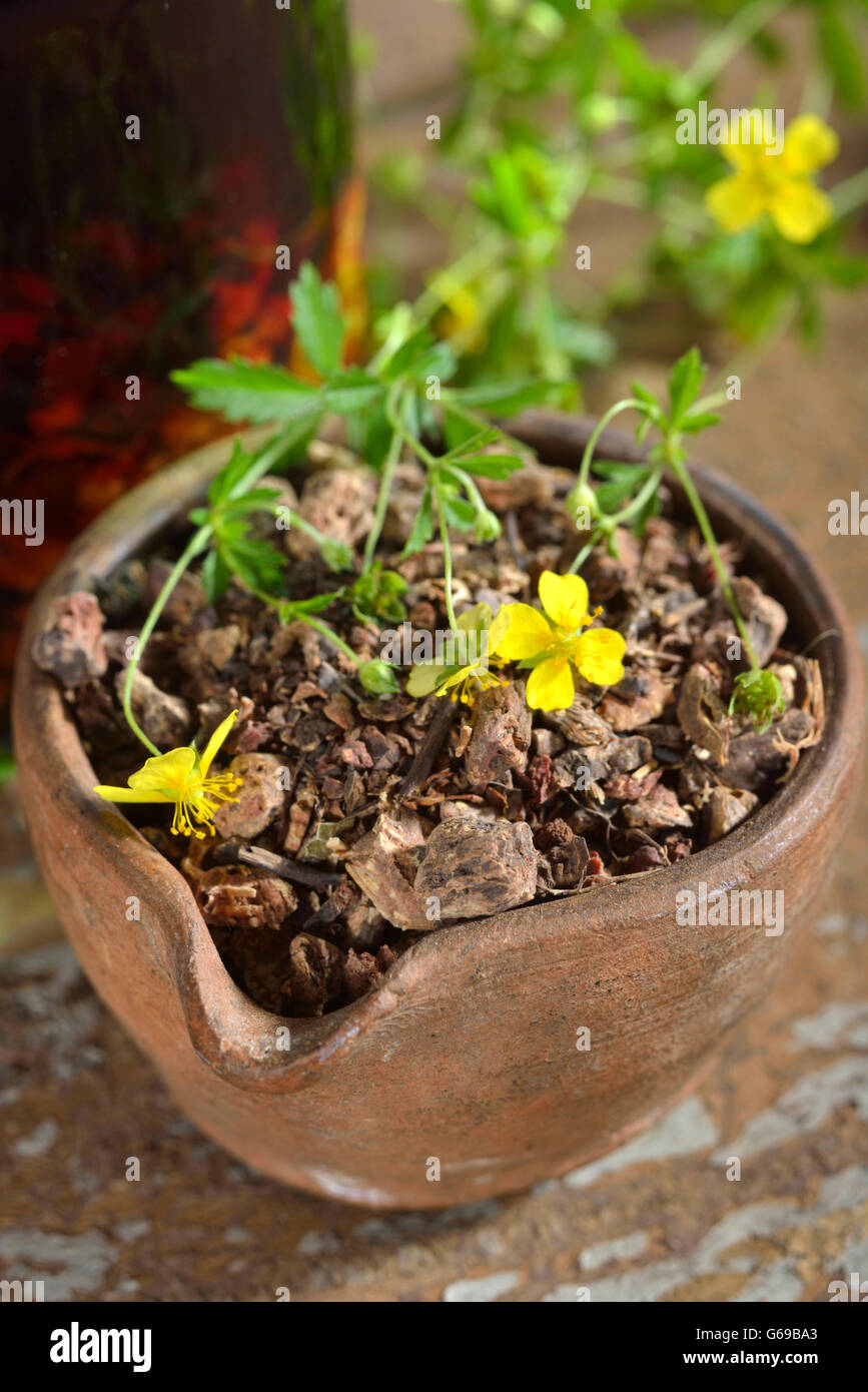 Tormentil, dried roots / (Potentilla tormentilla Stock Photo - Alamy