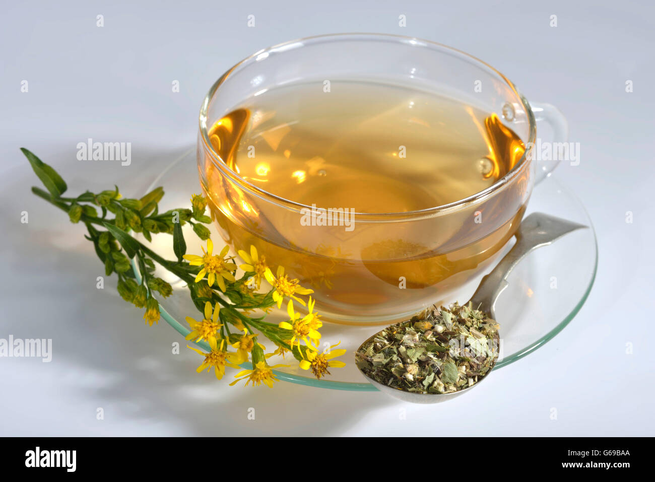 cup of Goldenrod tea / (Solidago virgaurea Stock Photo - Alamy