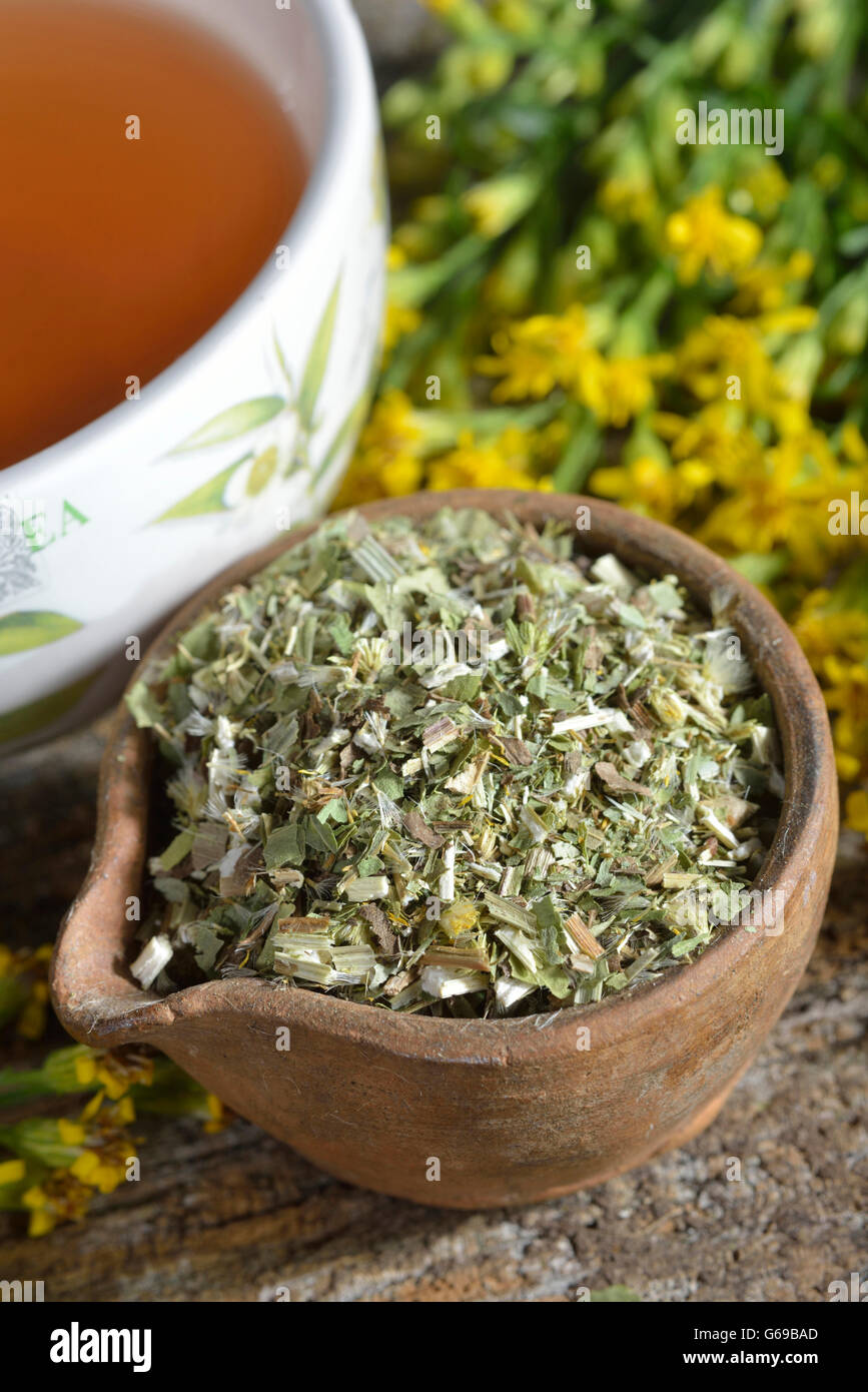cup of Goldenrod tea / (Solidago virgaurea Stock Photo - Alamy