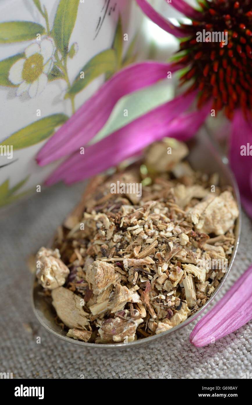 Coneflower roots hi-res stock photography and images - Alamy