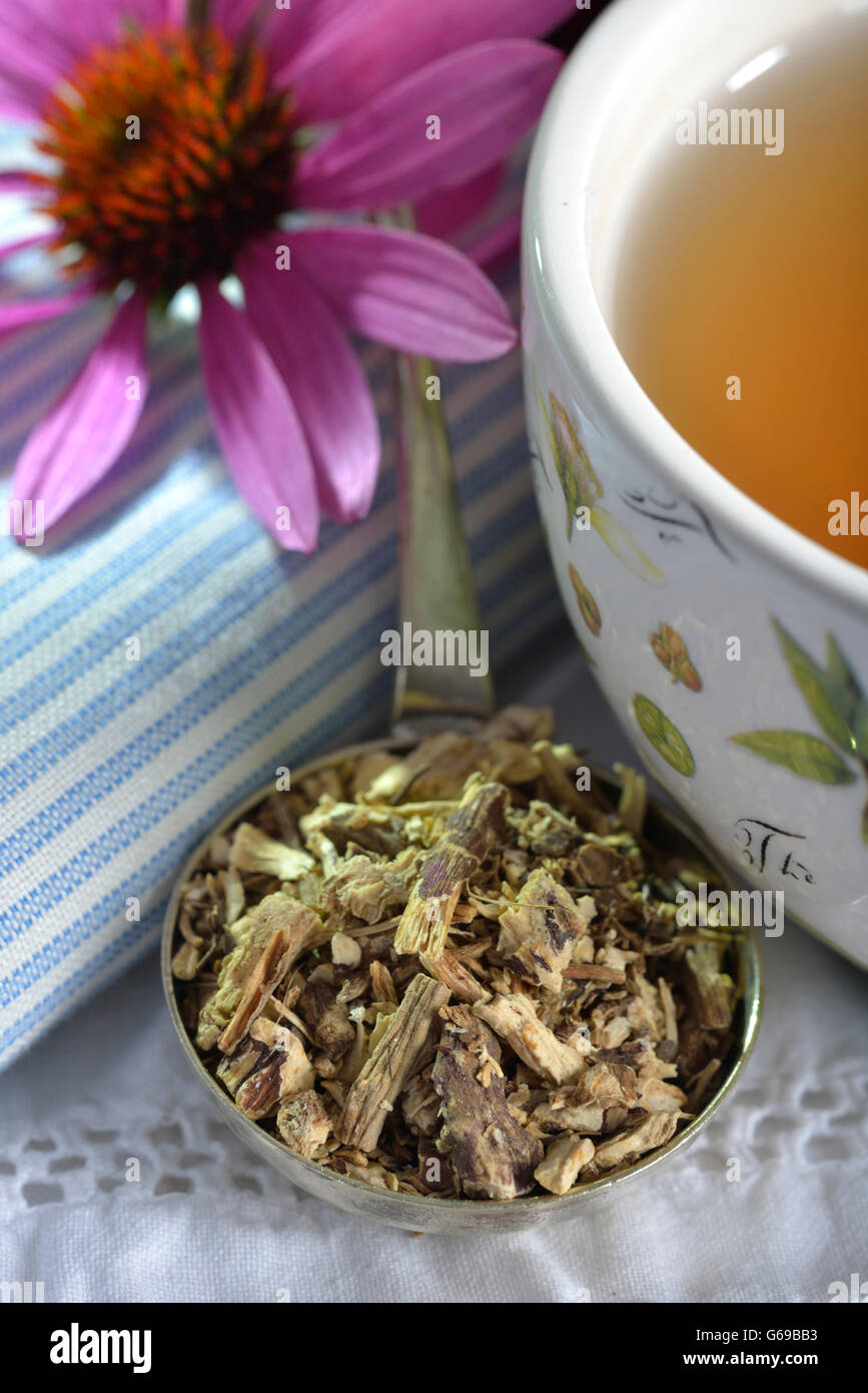 Coneflower, Echinacea, roots / (Echinacea purpurea, Rudbeckia purpurea ...