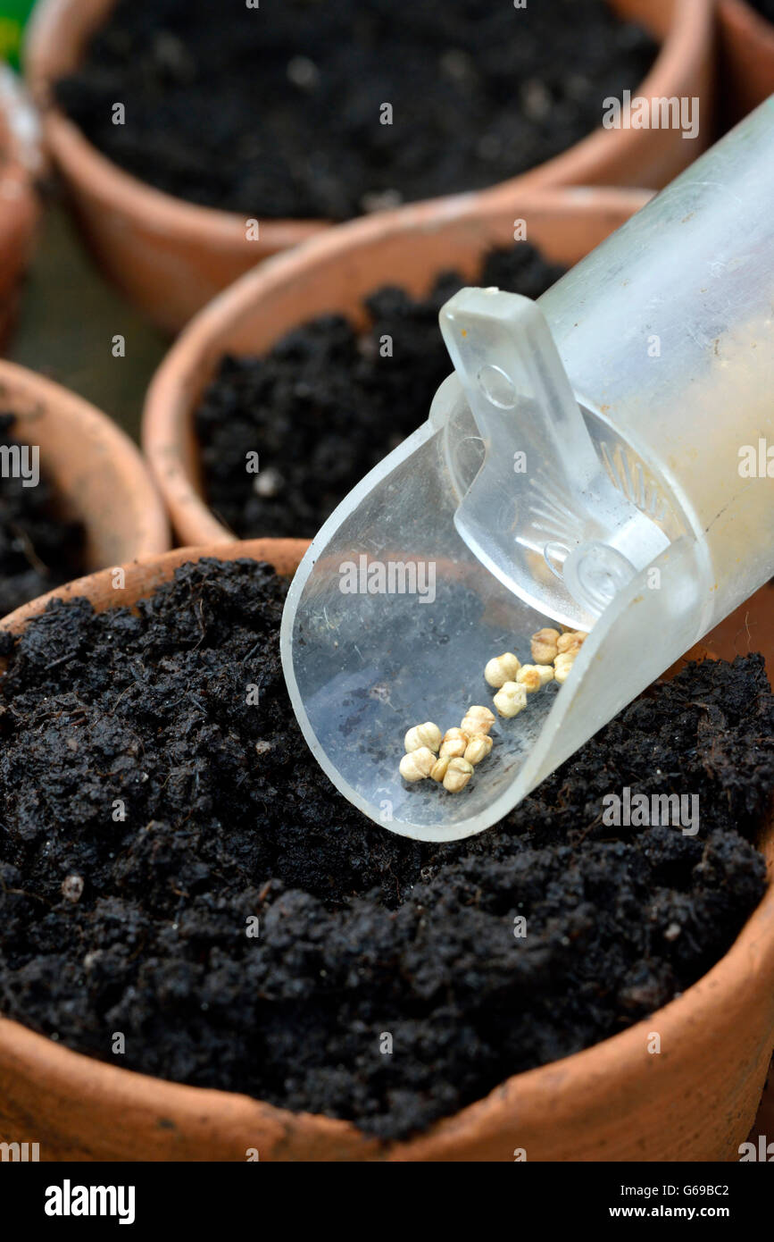 Lamb's lettuce / (Valerianella locusta Stock Photo - Alamy