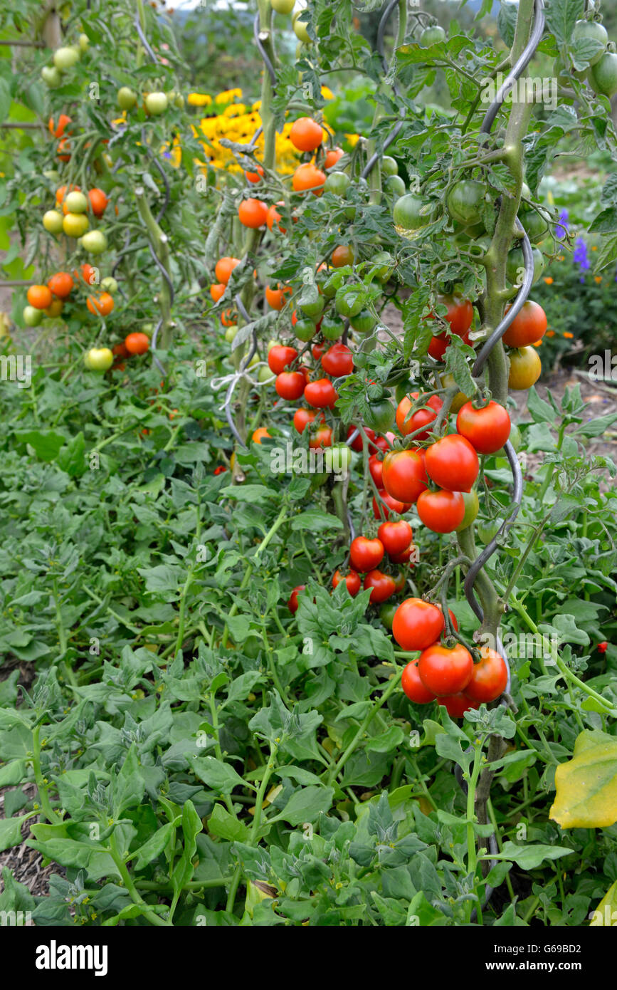 Tomatoes / (Solanum Lycopersicum Stock Photo - Alamy