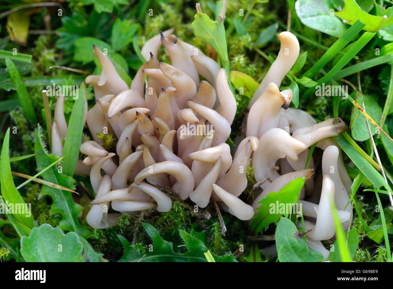 Clavaria fumosa hi-res stock photography and images - Alamy