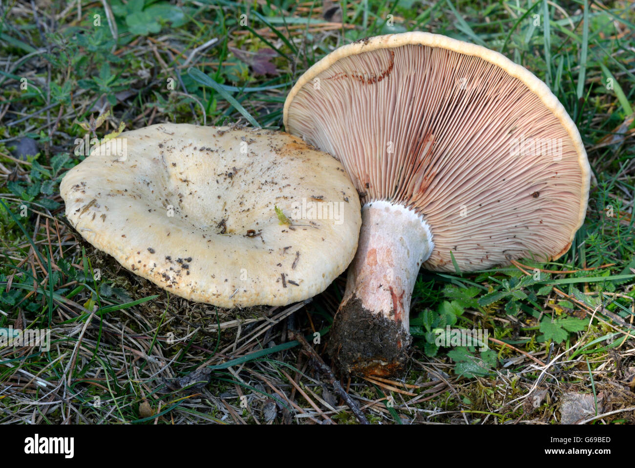Bloody milk cap / (Lactarius sanguifluus Stock Photo - Alamy