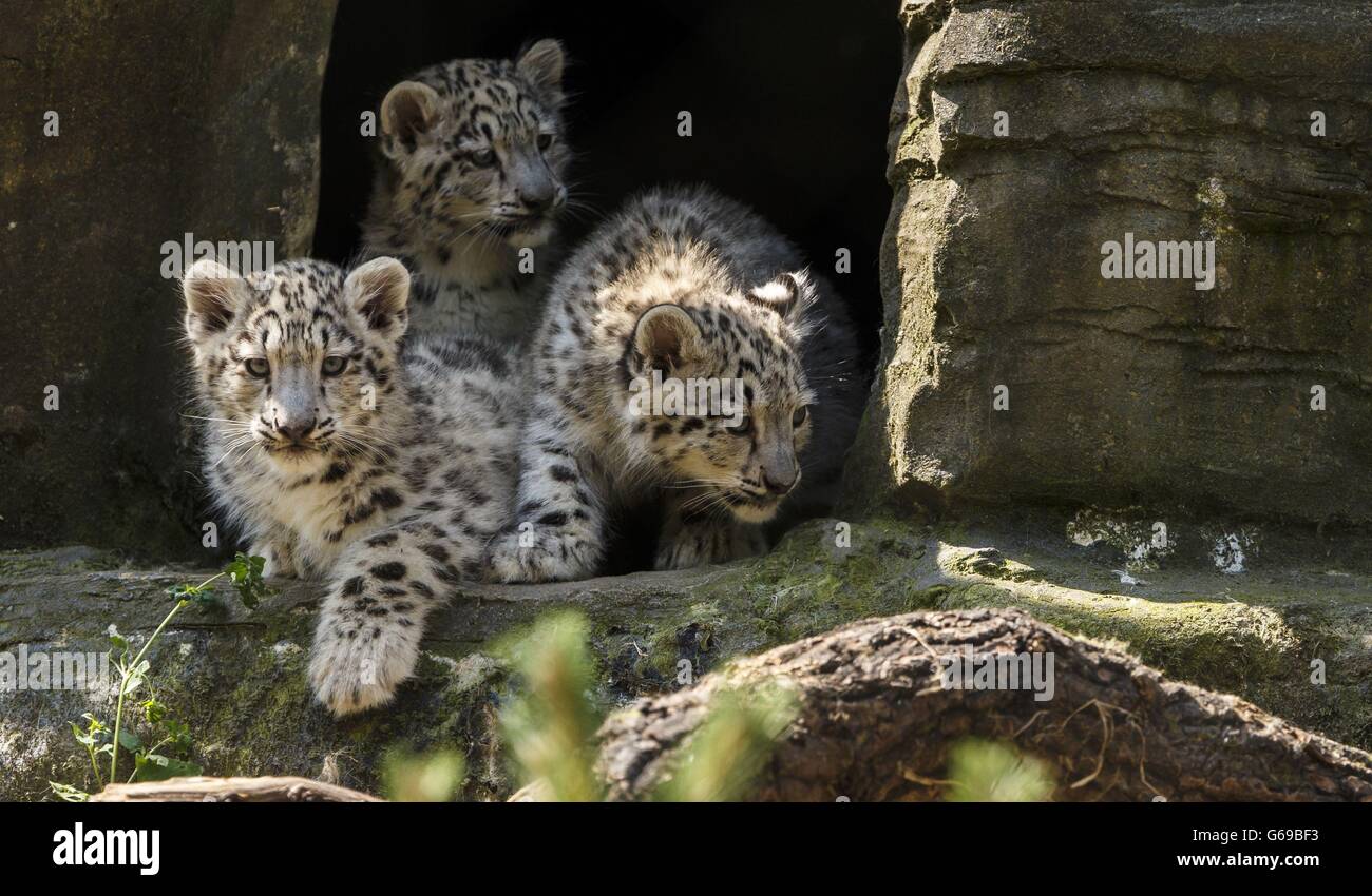 Snow leopards at marwell zoo hi-res stock photography and images - Alamy
