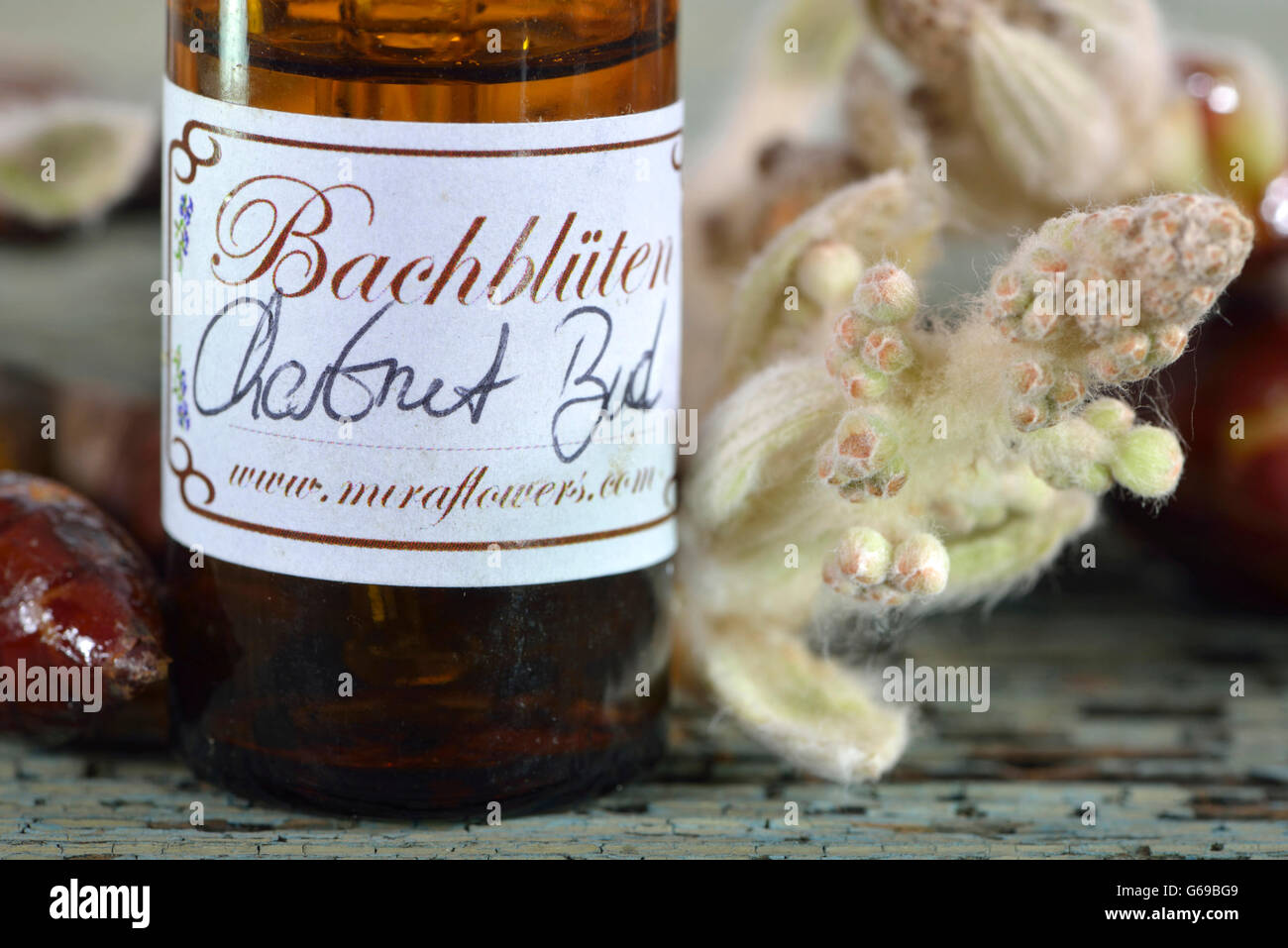 Bach flower stock remedy chestnut bud hi-res stock photography and ...