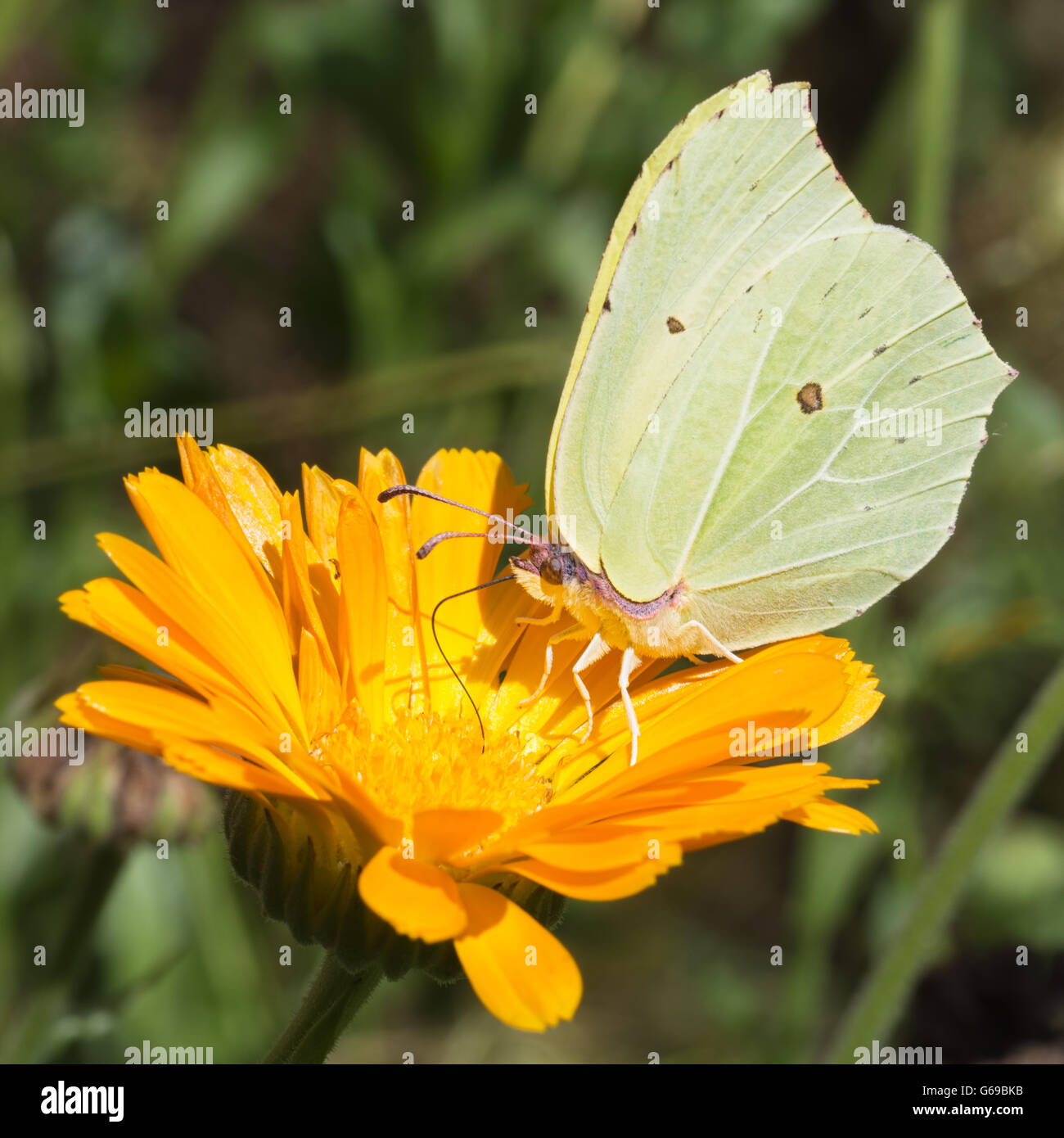 Yellow butterfly brimstone hi-res stock photography and images - Alamy
