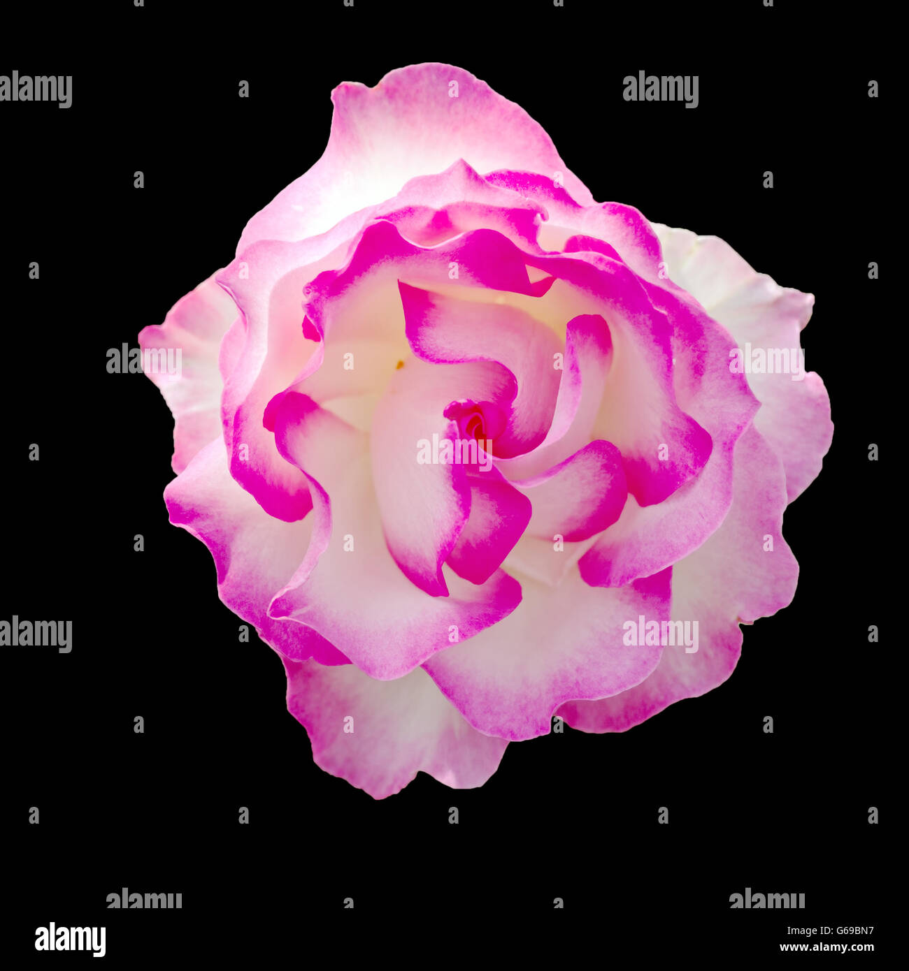 Frilly rose isolated hi-res stock photography and images - Alamy