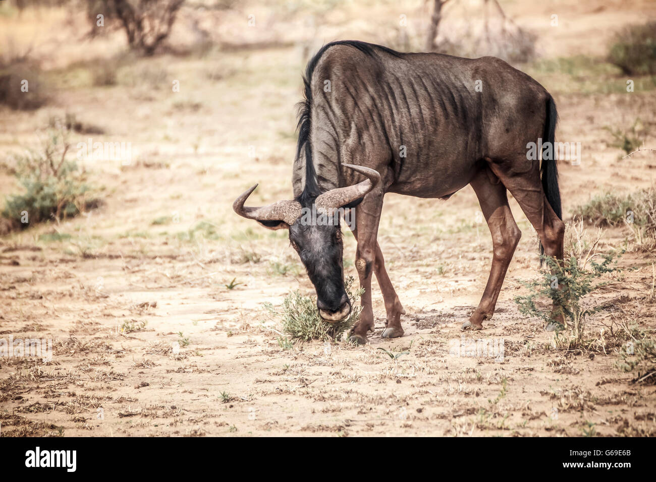 Blue wildebeest, gnu antelope Stock Photo - Alamy