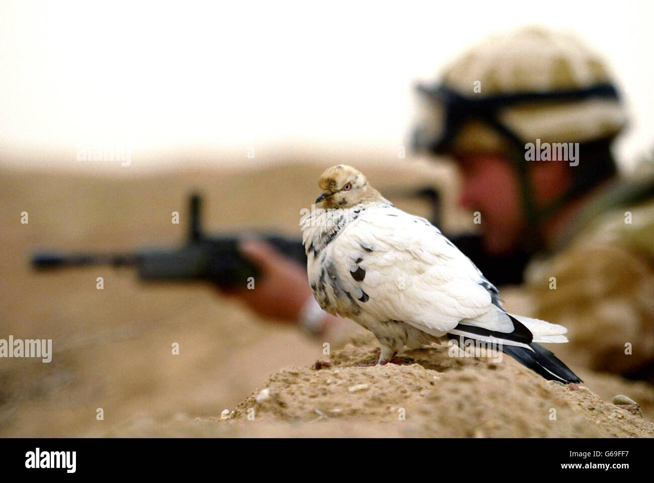 Which were then liberated by british forces hi-res stock photography ...