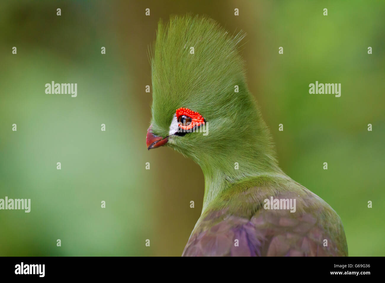 Touraco hi-res stock photography and images - Alamy