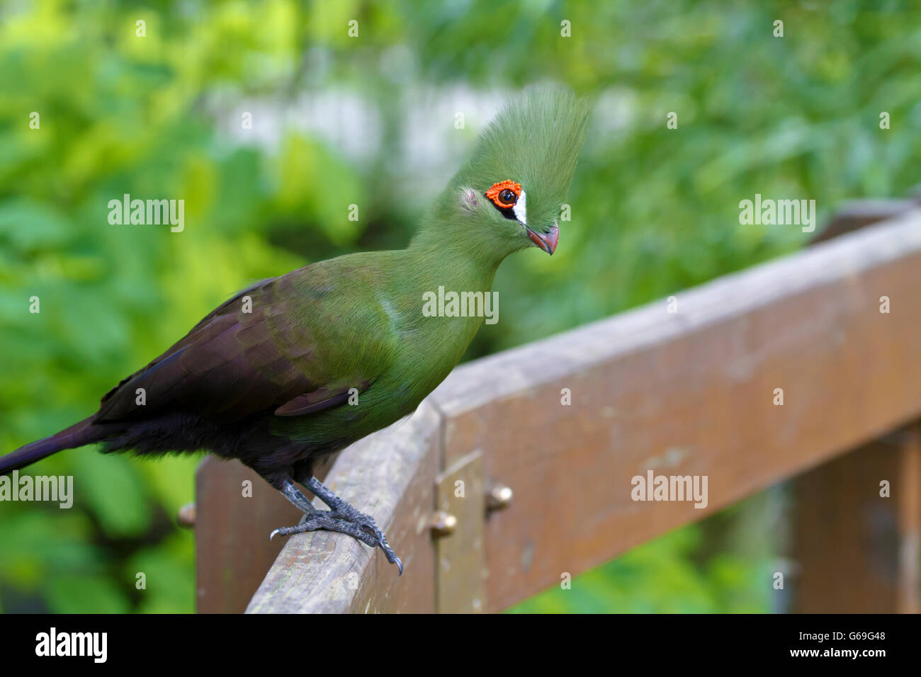 Green turaco portrait hi-res stock photography and images - Alamy