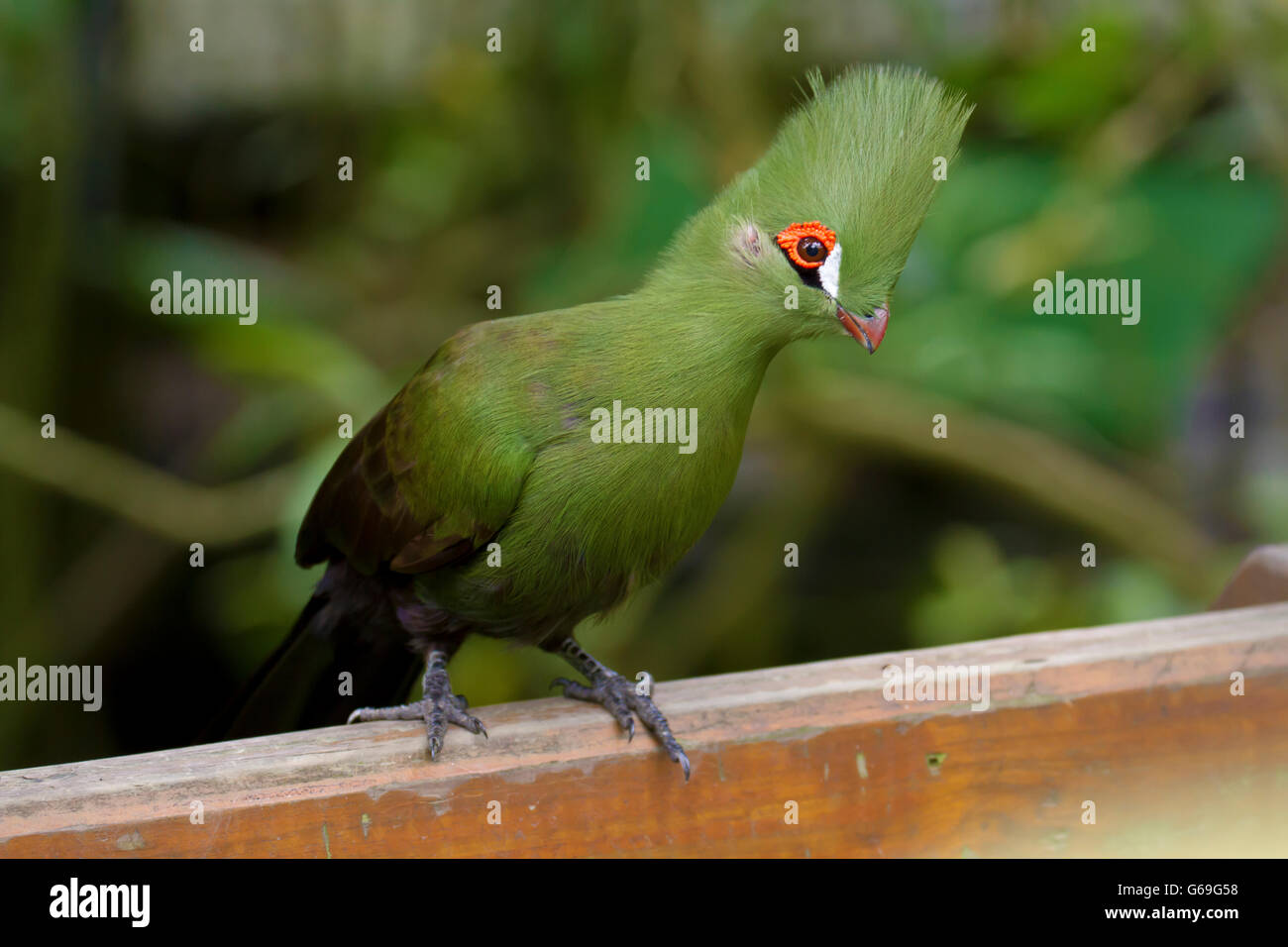 Touraco Stock Photos & Touraco Stock Images - Alamy