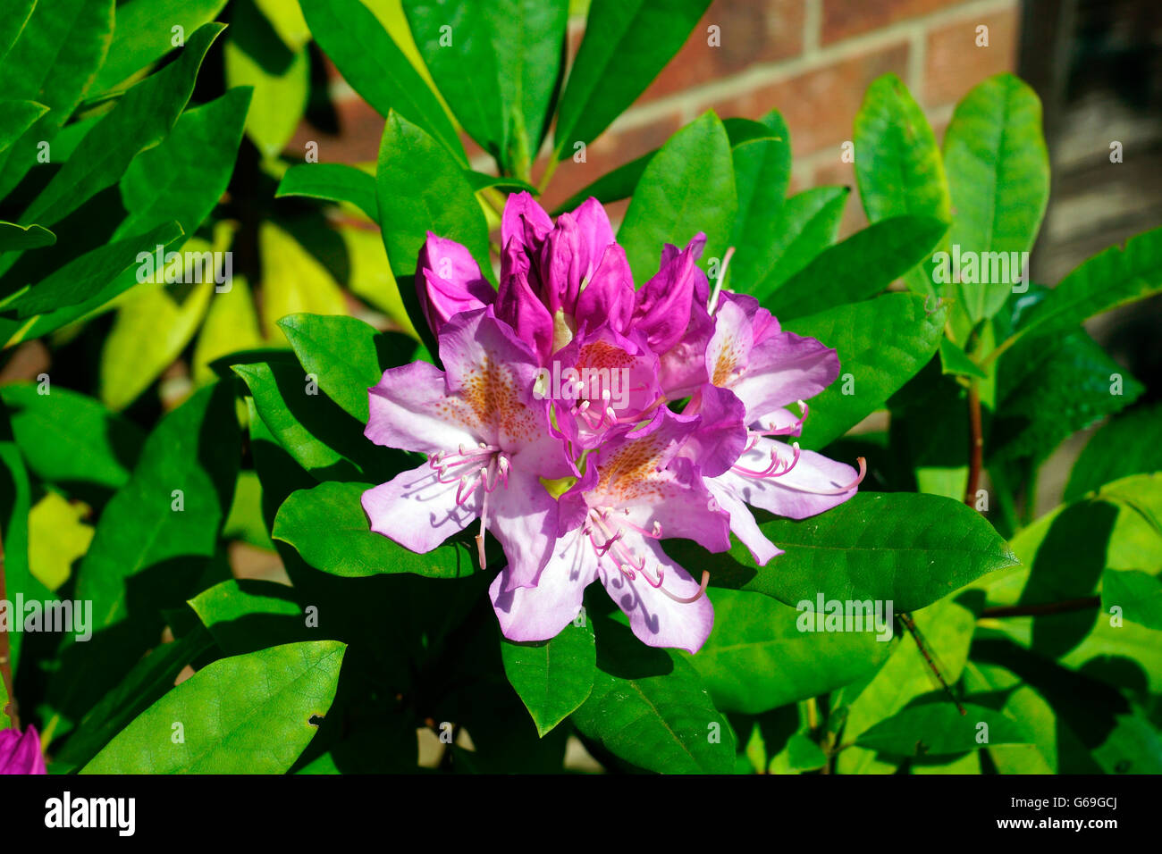 RHODODENDRON, AZALEA, SWEET DWARF, FLAME, CATAWABA, ALPENROSE ...