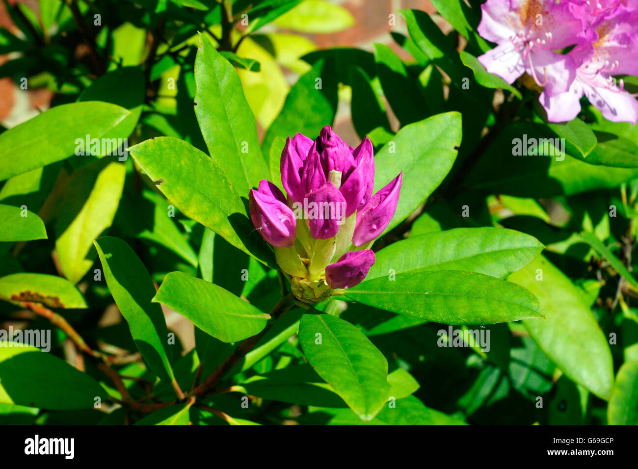 RHODODENDRON, AZALEA, SWEET DWARF, FLAME, CATAWABA, ALPENROSE ...
