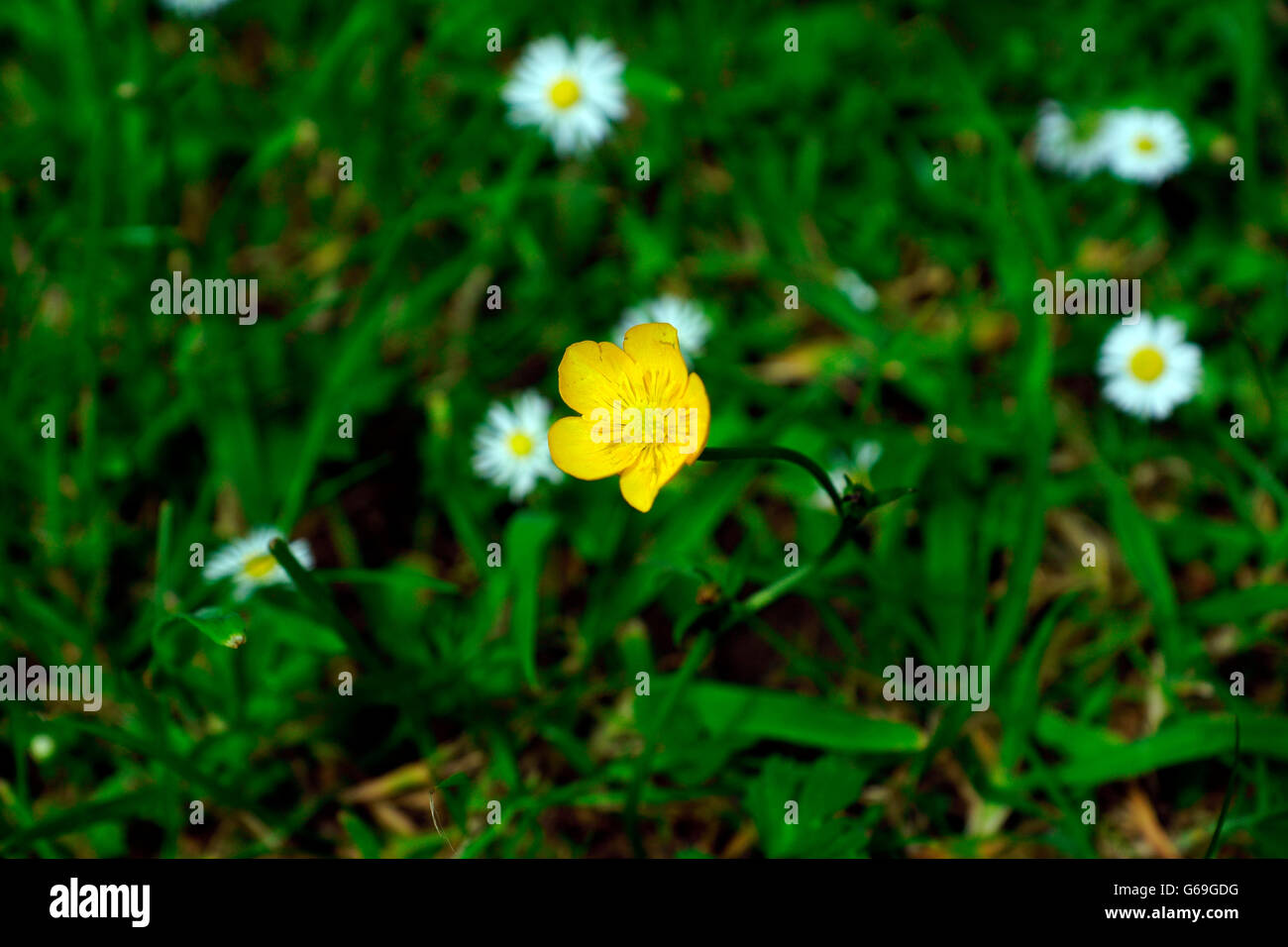 BUTTERCUP, RANUNCULACEAE, RANUNCULUS, LITTLE FROG, GOLDILOCKS, LARGE ...