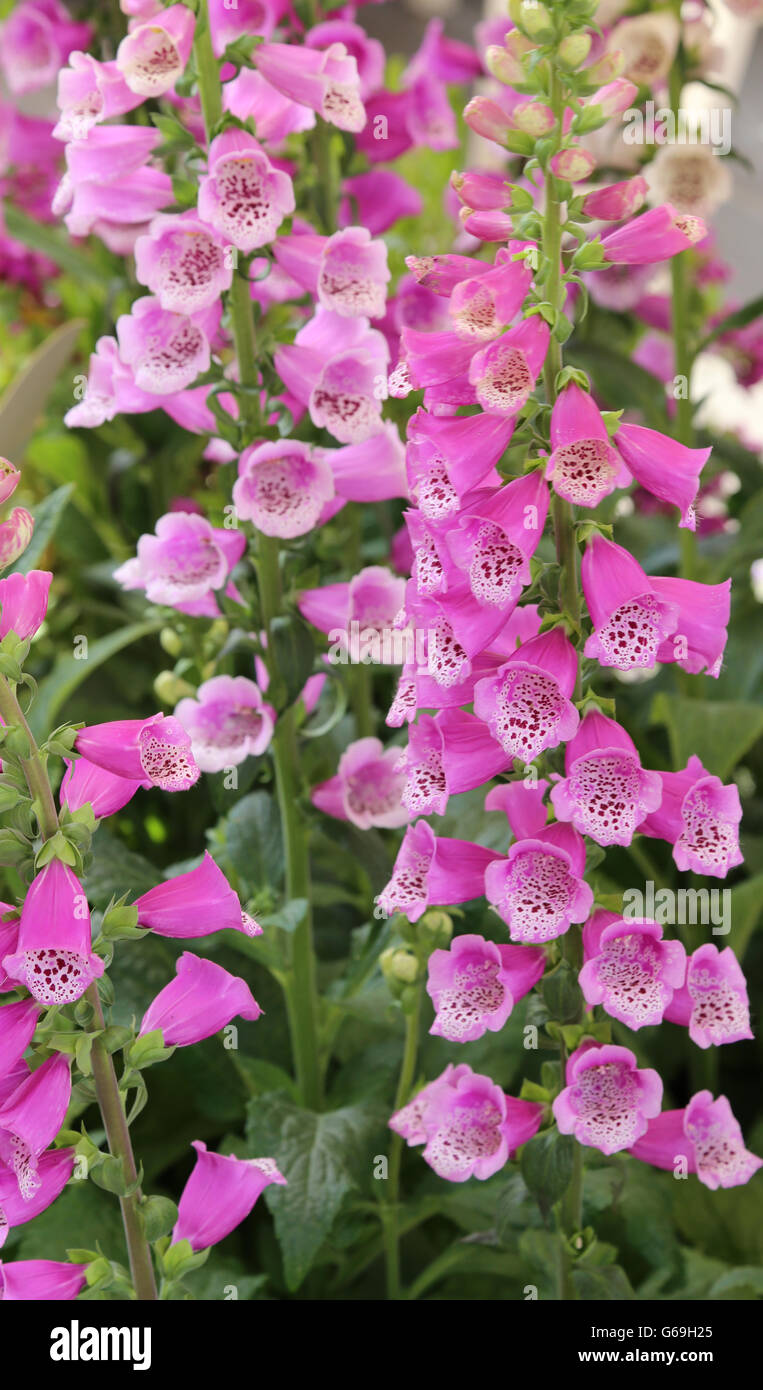 campanula flowers in the pretty garden in summer Stock Photo - Alamy