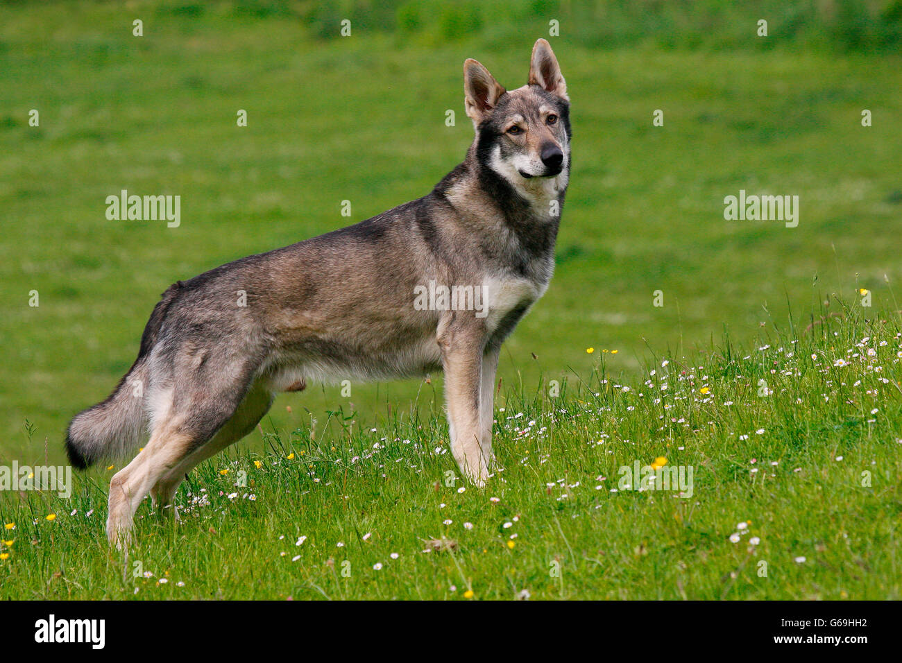Saarloos wolfdog, Germany Stock Photo - Alamy