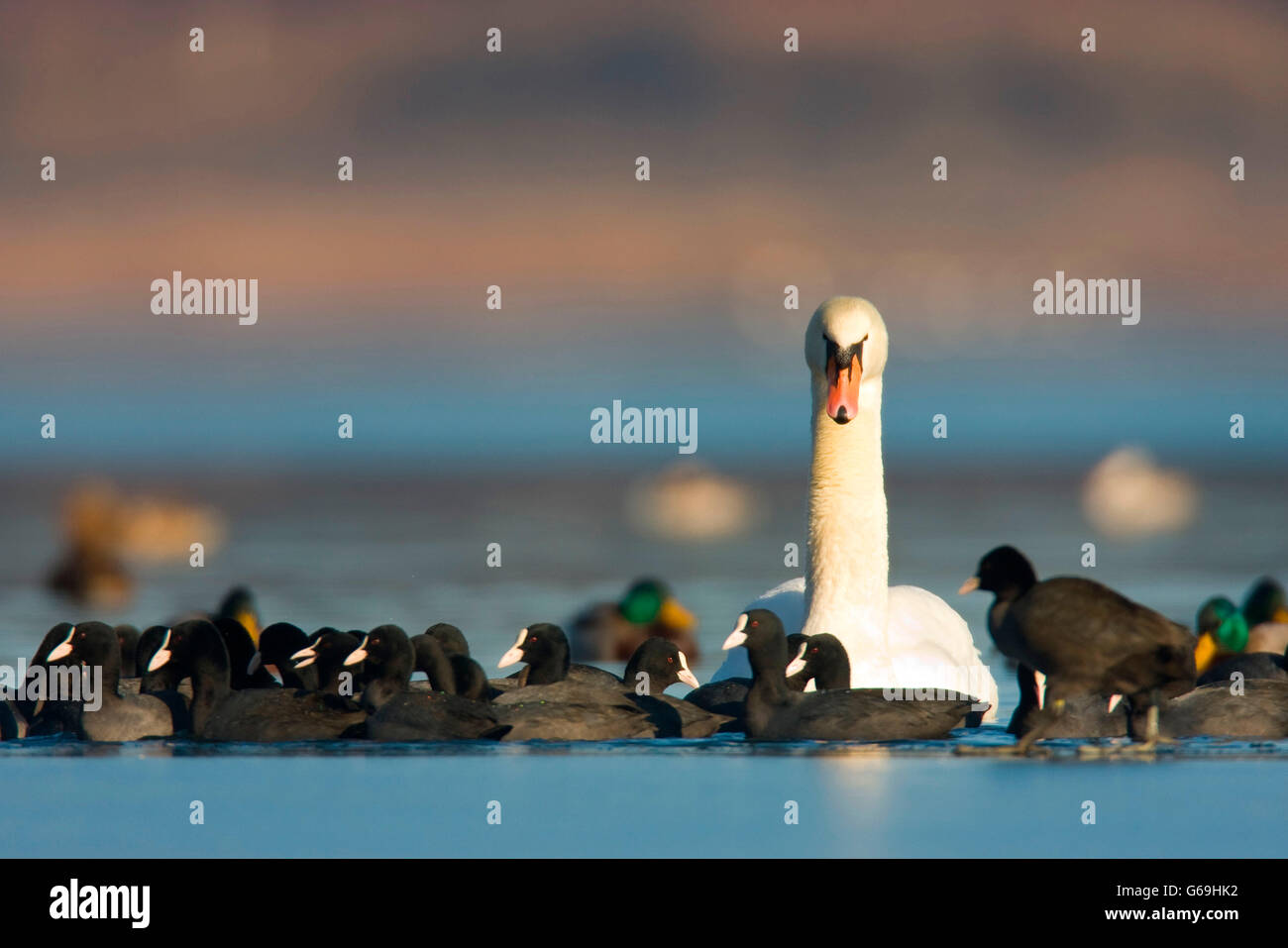 Grebe in flight winter hi-res stock photography and images - Alamy