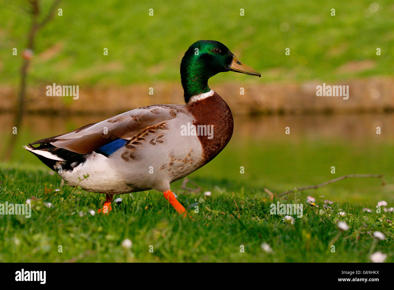 Male mallard duck walks hi-res stock photography and images - Alamy