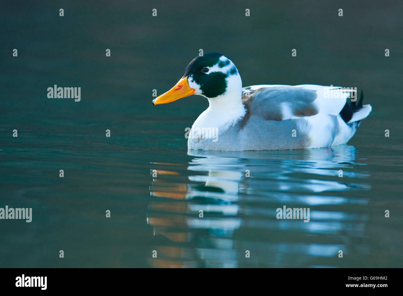 duck, hybrid, Germany Stock Photo - Alamy