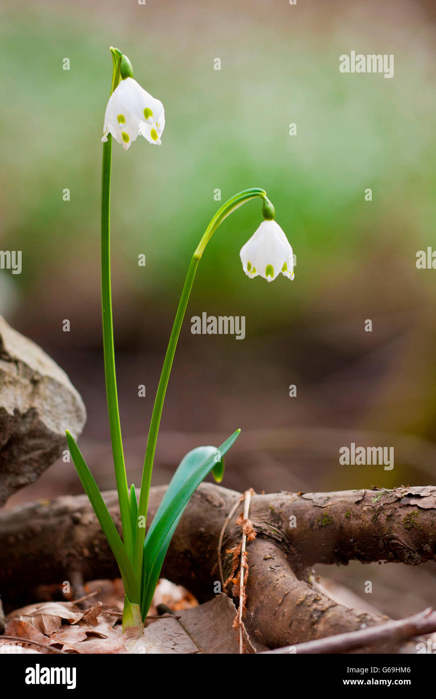 Spring Snowflake, Germany / (Leucojum vernum Stock Photo - Alamy