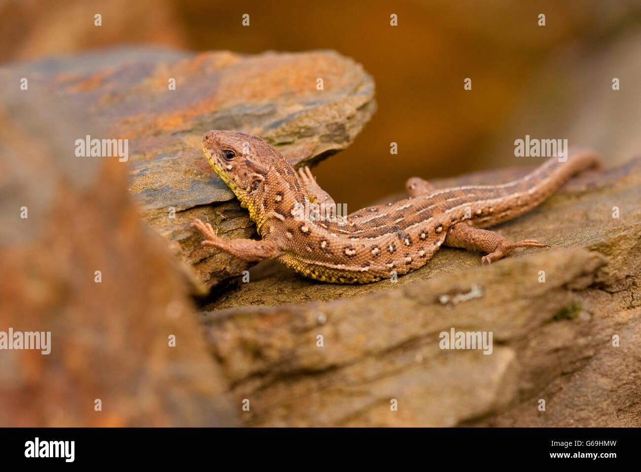 Sand lizards germany hi-res stock photography and images - Alamy