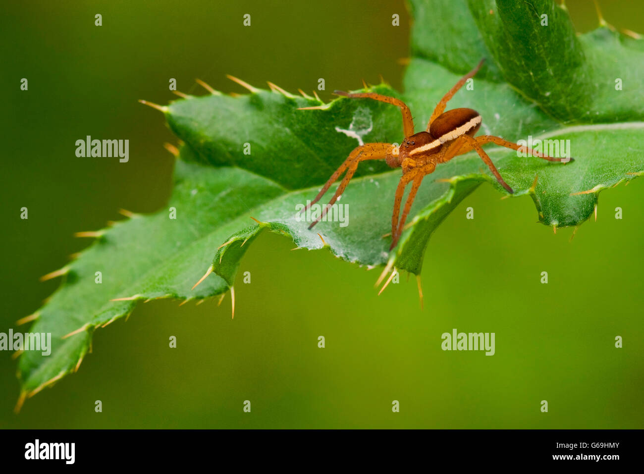 raft spider, Germany / (Dolomedes fimbriatus Stock Photo - Alamy