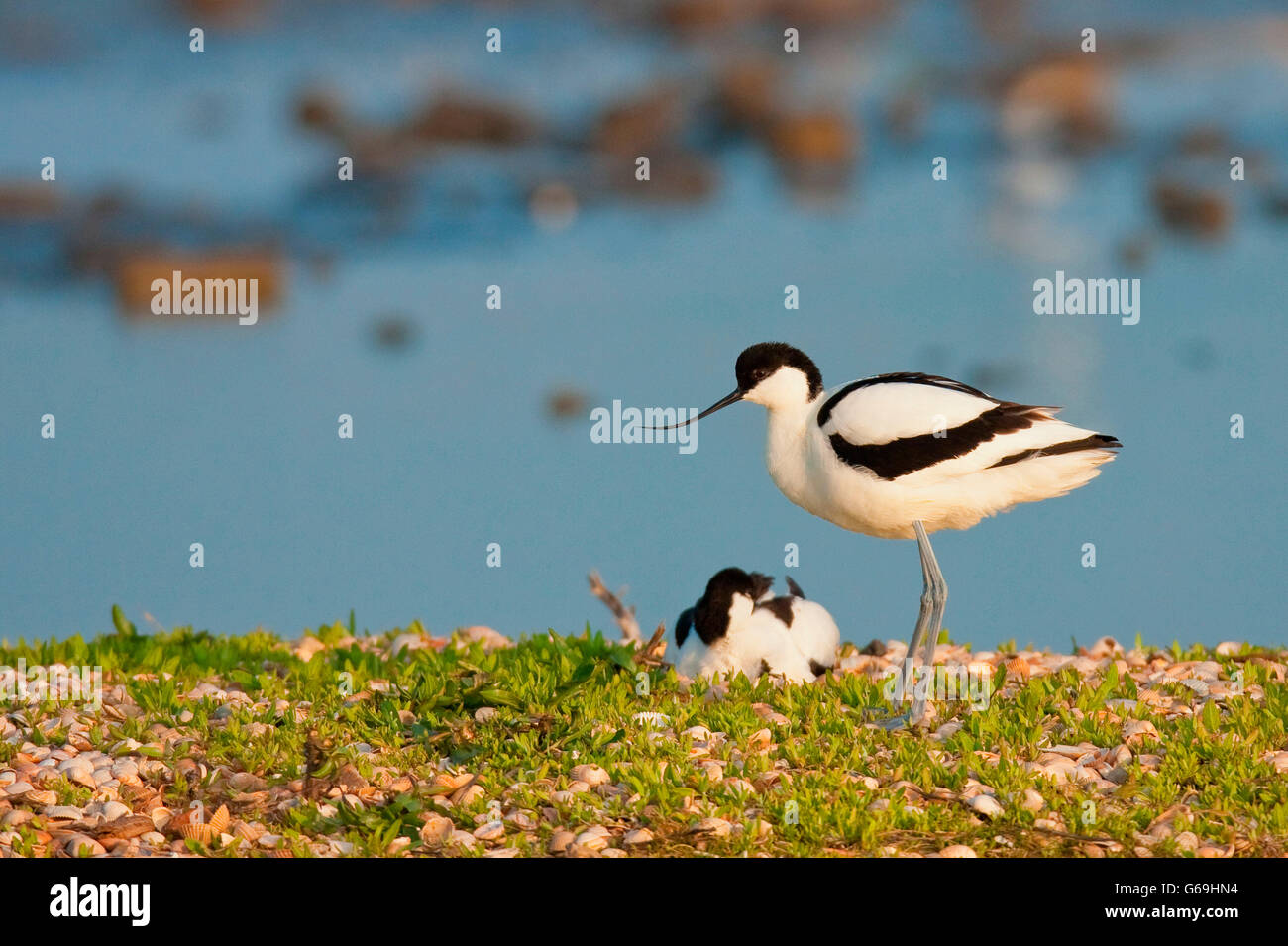 Pied avocet with eggs hi-res stock photography and images - Alamy
