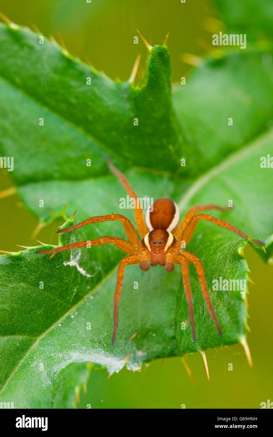 raft spider, Germany / (Dolomedes fimbriatus Stock Photo - Alamy