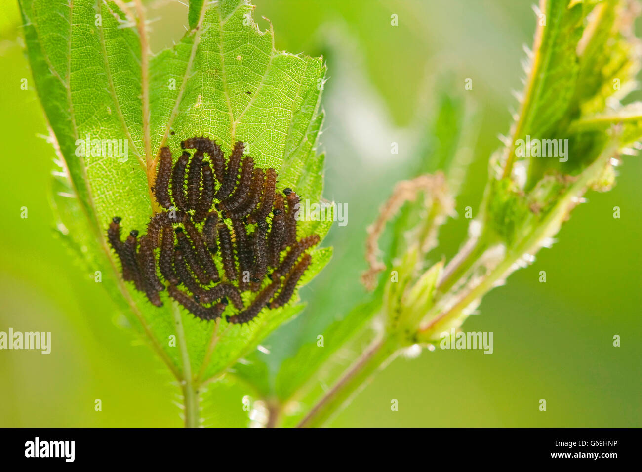 small tortoiseshell, caterpillar, common nettle, Germany / (Aglais ...