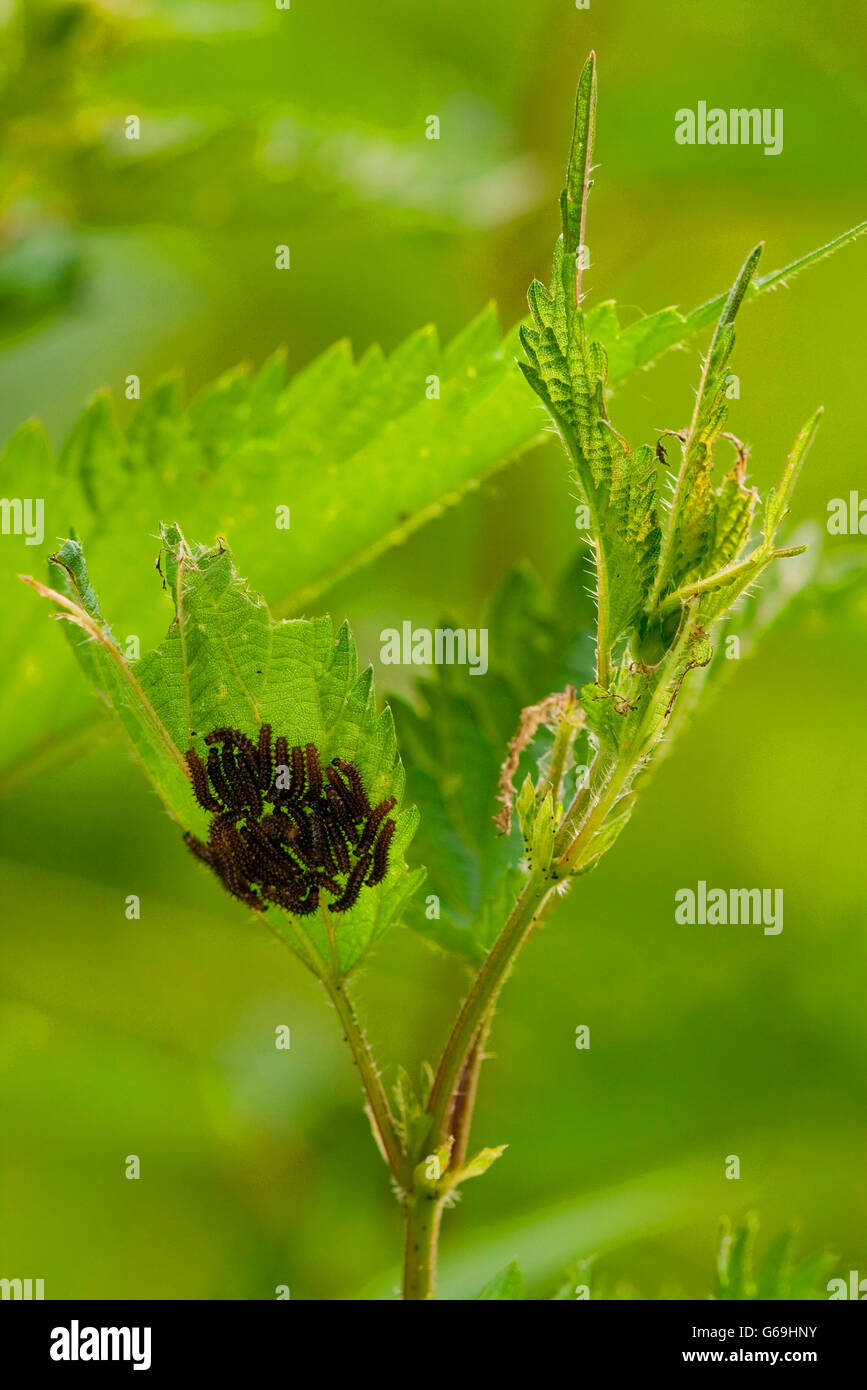 small tortoiseshell, caterpillar, common nettle, Germany / (Aglais ...