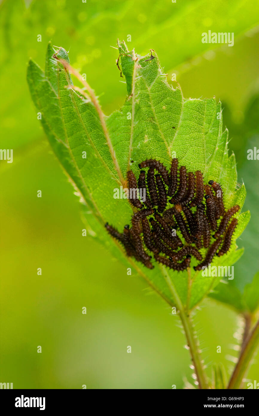 small tortoiseshell, caterpillar, common nettle, Germany / (Aglais ...
