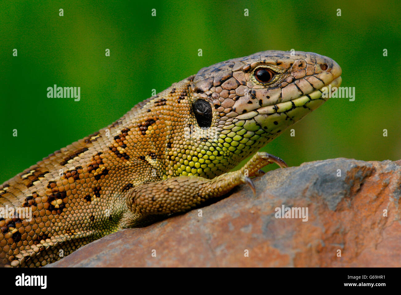 Sand lizards germany hi-res stock photography and images - Alamy