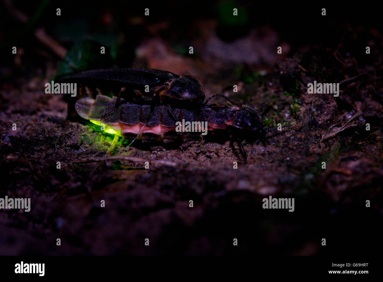 common glow-worm, Germany / (Lampyris noctiluca Stock Photo - Alamy