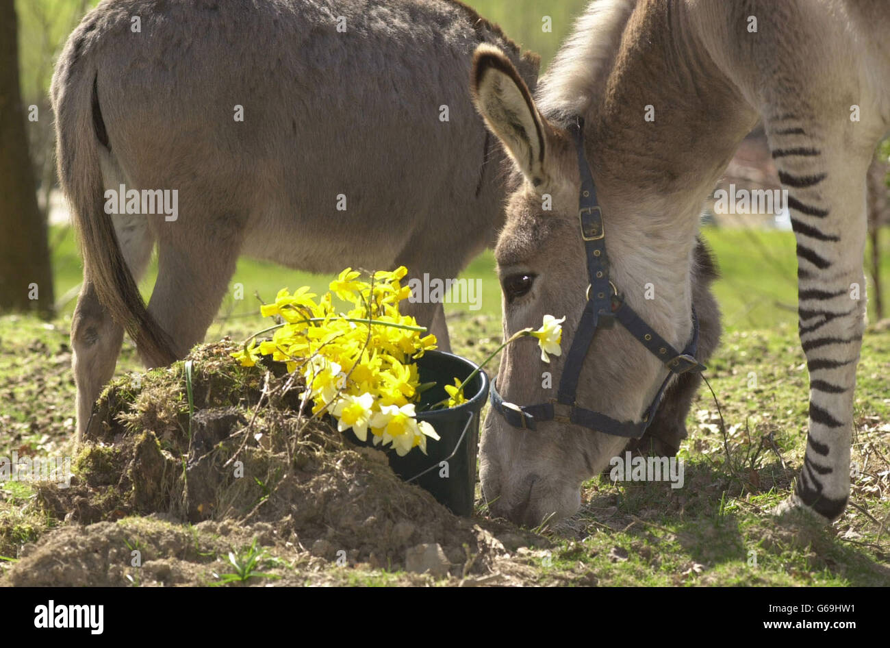 Adam the zeedonk - half zebra half donkey - looks for hay with his ...