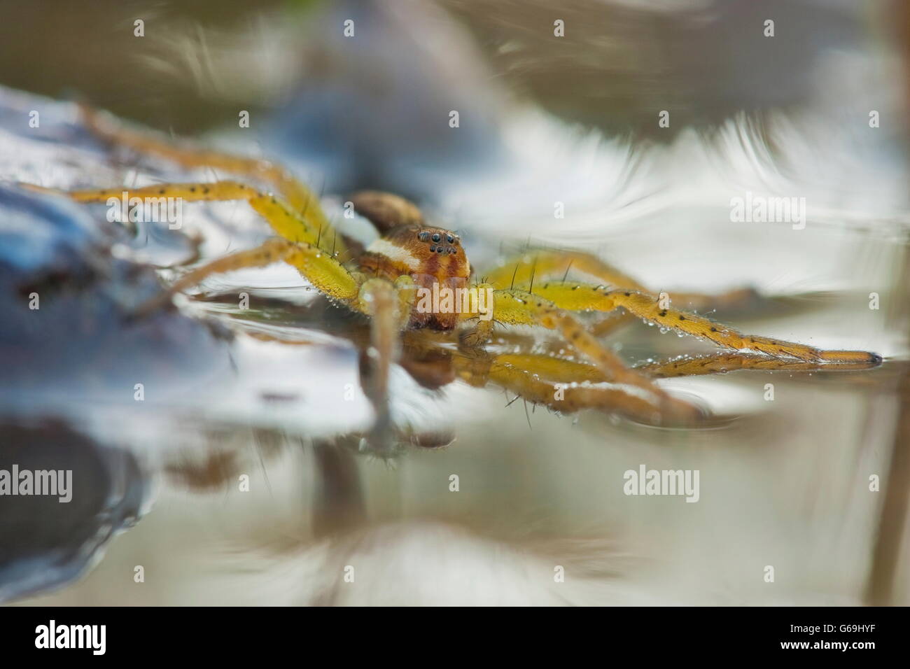 raft spider, Germany / (Dolomedes fimbriatus Stock Photo - Alamy