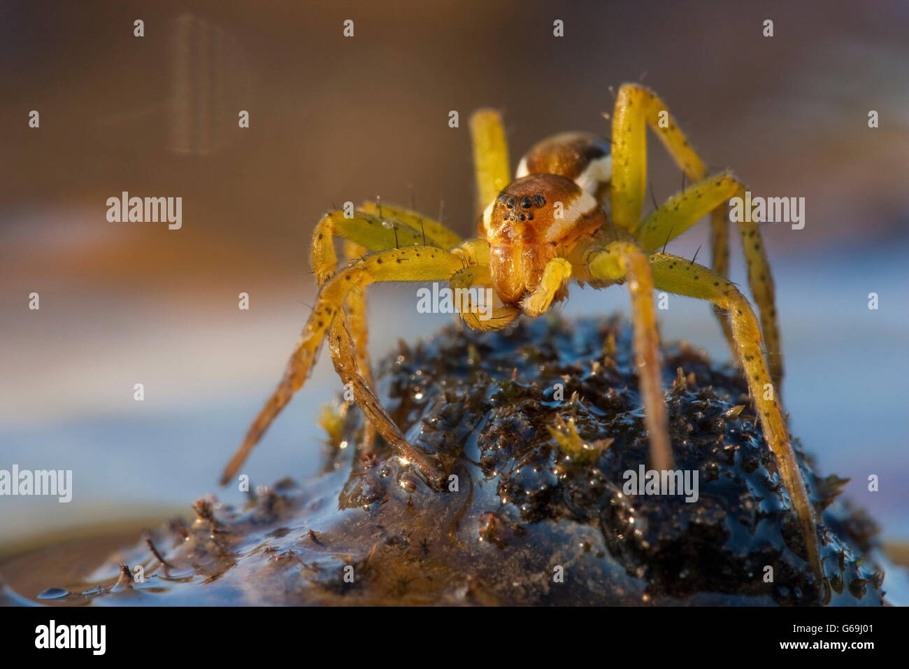 raft spider, Germany / (Dolomedes fimbriatus Stock Photo - Alamy