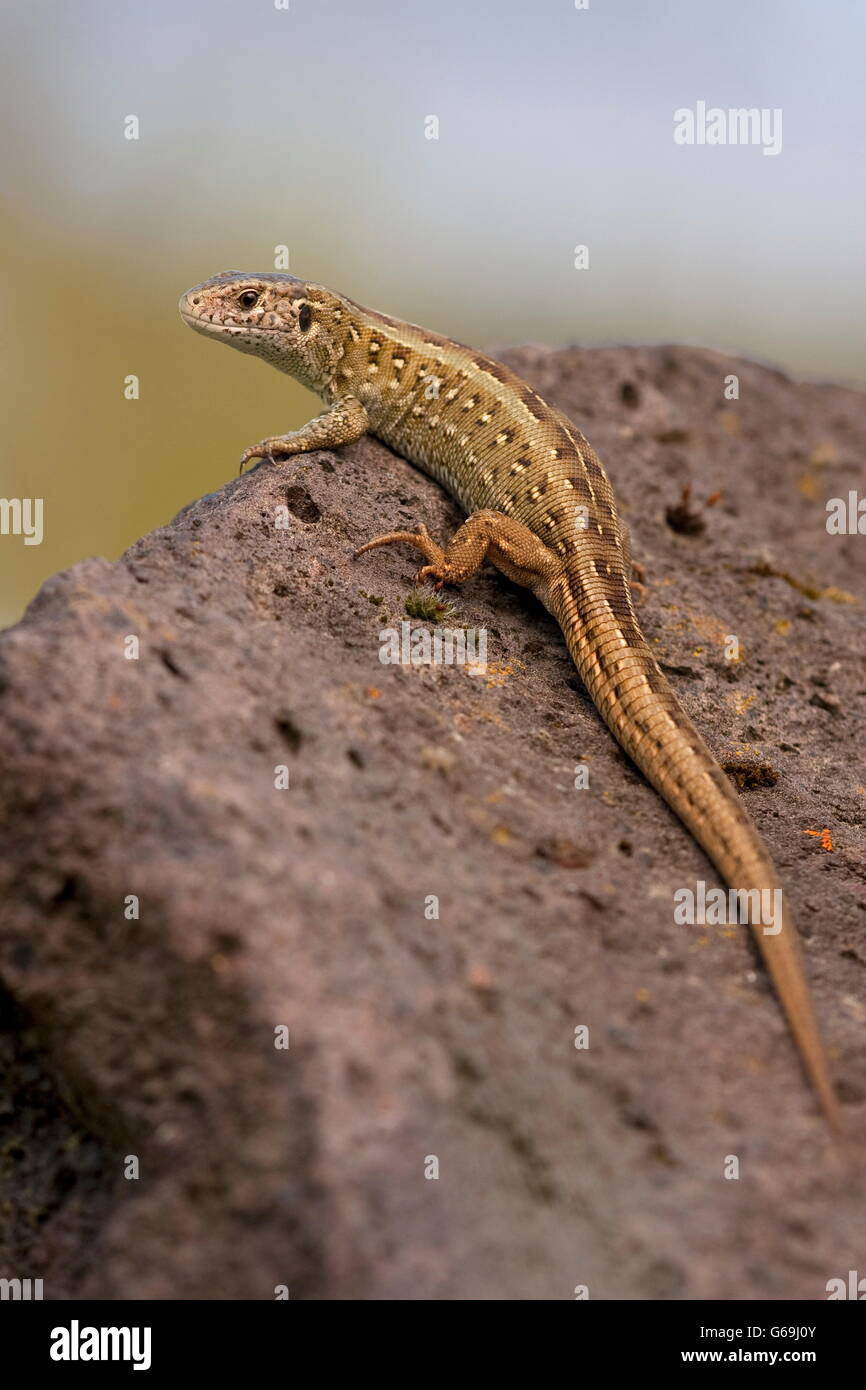 sand lizard, female, Germany / (Lacerta agilis Stock Photo - Alamy