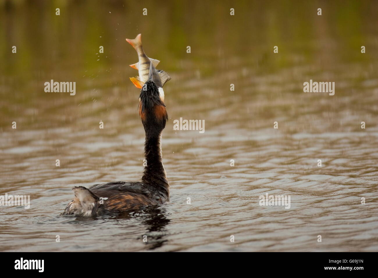 great crested grebe, eats European perch, Texel, Netherlands ...